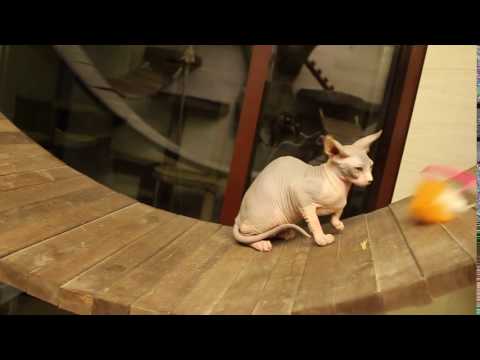 Adorable  female kitten Sphynx  Lila  for breeding and show or pet!