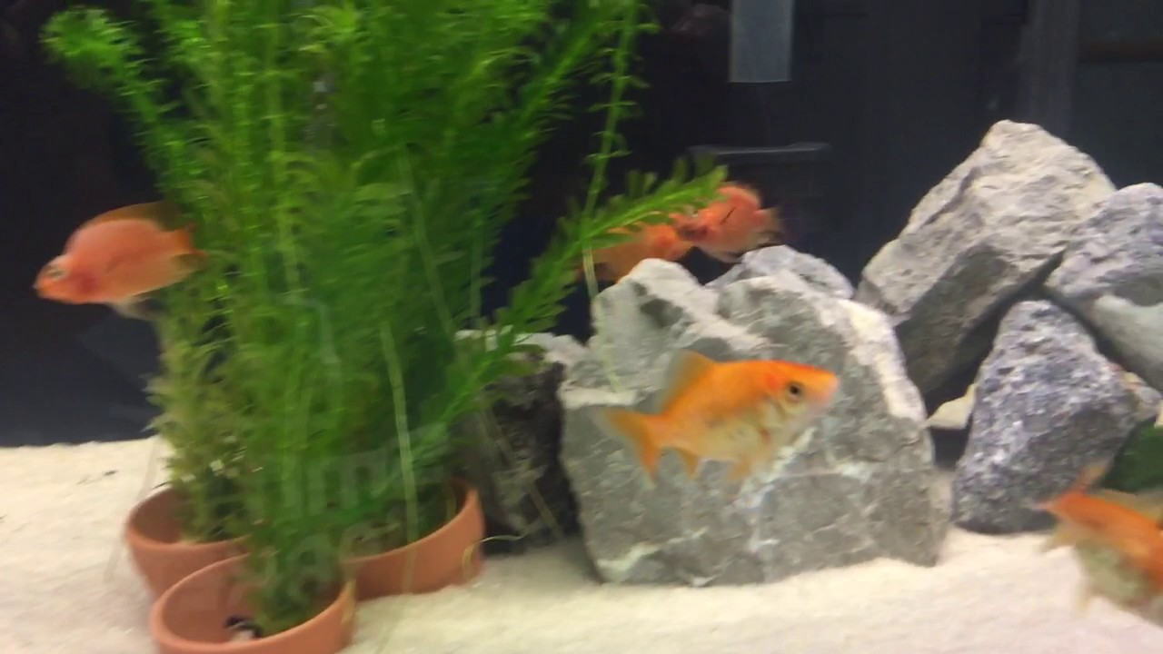 Juvenile Blood Parrot Cichlids with Goldfish - YouTube