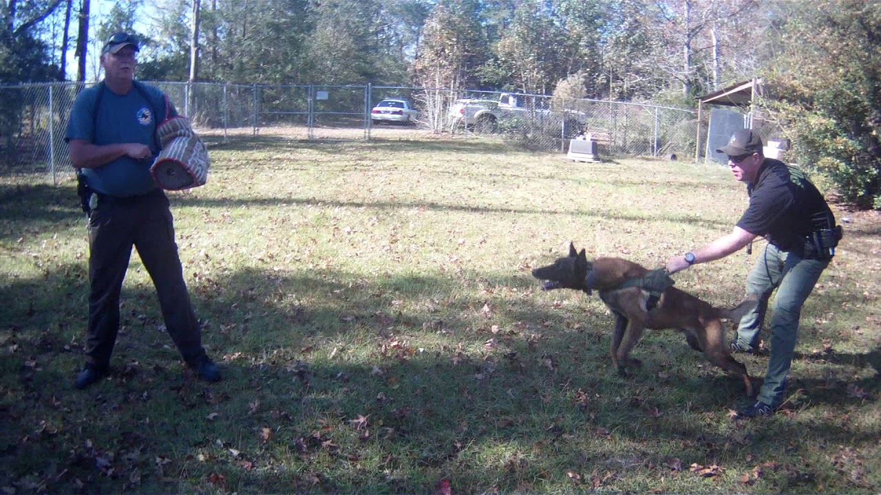 Belgian Malinois Canto Bite Training - YouTube
