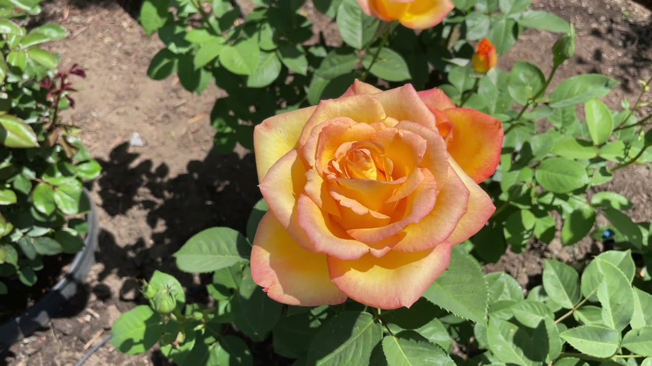 Spring Rose Garden Tour!