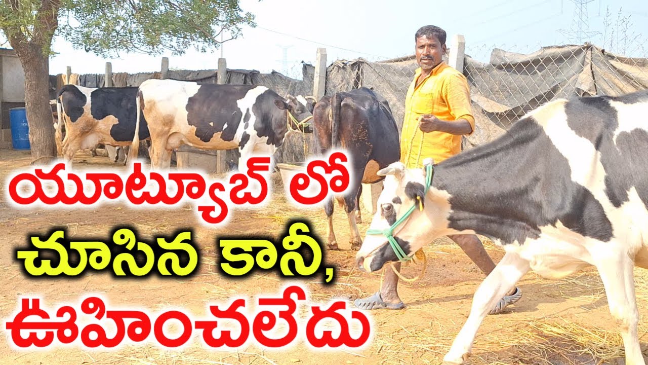 గడ్డి కోసం 2 km,dairy farm was initially troubled @MalleshAdla - YouTube