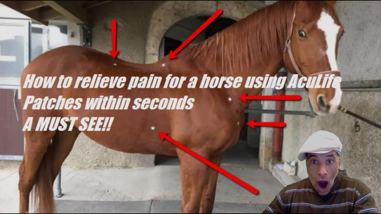 How to relieve pain for a horse through AcuLife Patches within seconds A MUST SEE - YouTube