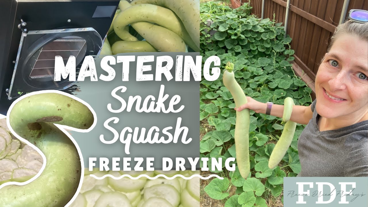 Secrets of Freeze Drying Complete Squash Cucuzza - Harvest Right Freeze ...