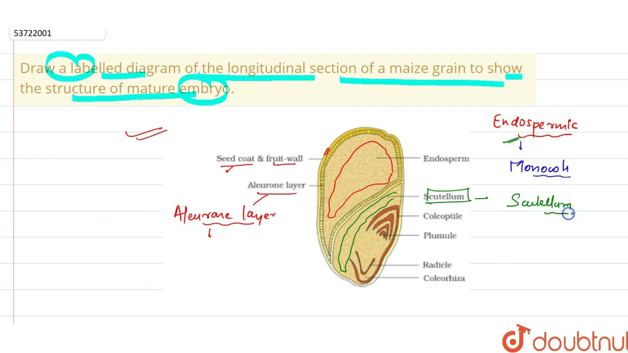 Draw a labelled diagram of the longitudinal section of a maize grain to ...