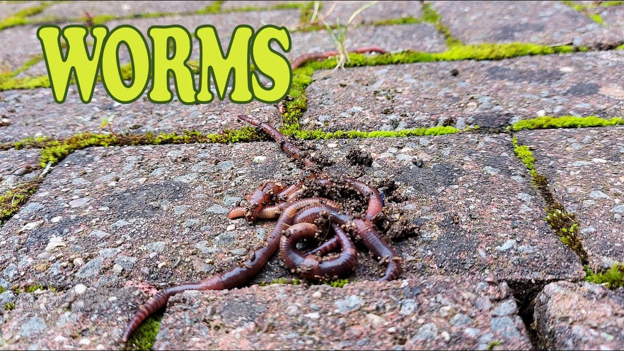 Worms - YouTube