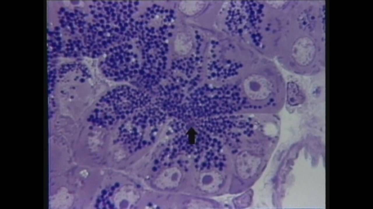 5-minute HistoClip from The Cell, DVD #2 in the Visual Histology DVD ...