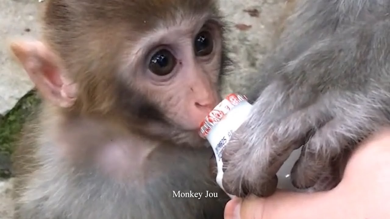 Smart Monkey Jou Walking To Drinking Soy Bean Milk With Mom - YouTube