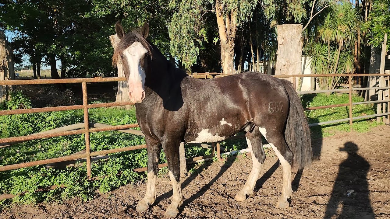 Potro picaso overo,criollo puro inscripto PARAGUIL MATON rp682 $1.320. ...