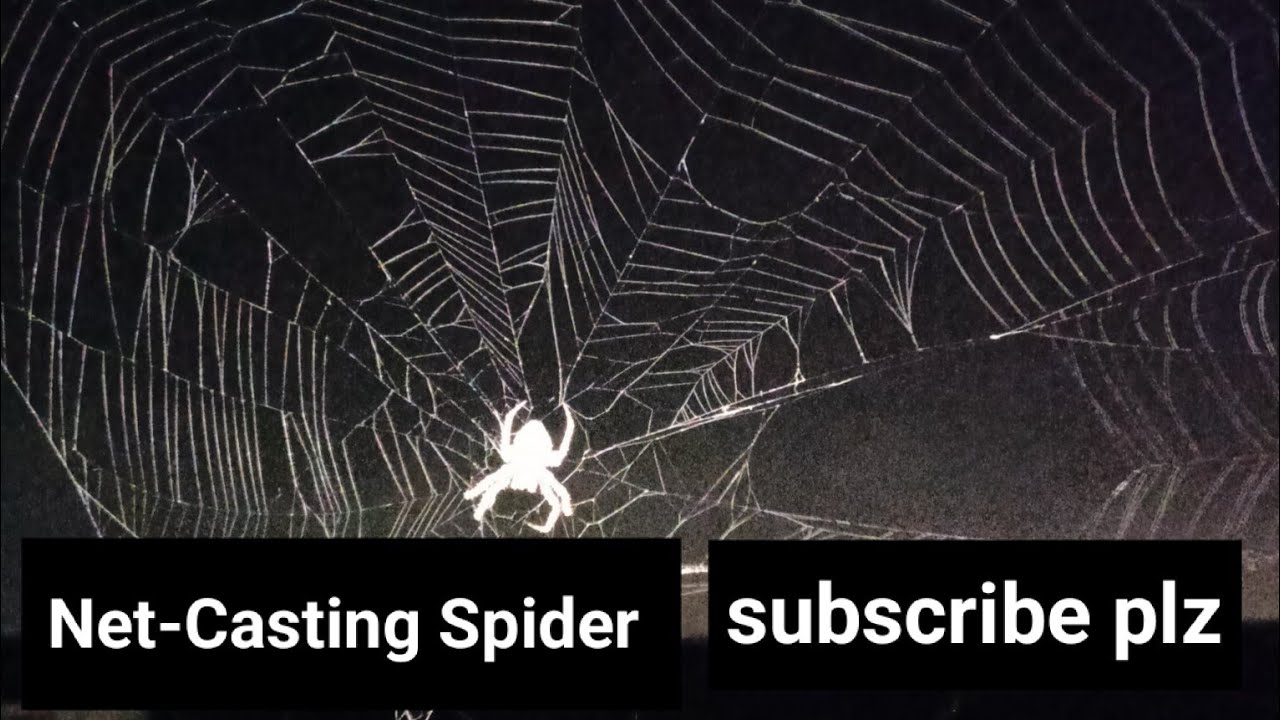 Net-Casting Spider 🕷️🕷️ - YouTube