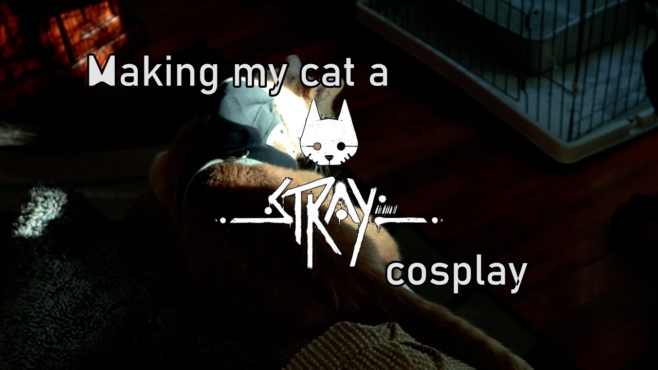 Making My Cat a STRAY Cosplay (Stray Video Game) - YouTube