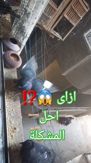 ازاى 😱⁉️احل مشكلة ضرب الحمام ؟ #pigeons #الحمام #مشروع_مربح #hamama ...