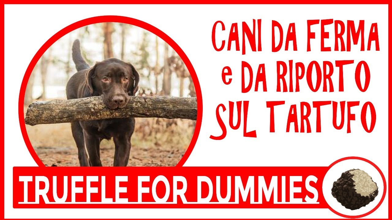 Cani da RIPORTO e cani DA FERMA sul tartufo. PREGI DIFETTI ...