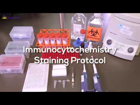 BioLegend: Immunocytochemistry Protocol Step by Step - YouTube