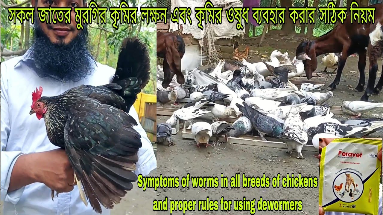 মুরগির কৃমির ওষুধ ব্যবহার করার সঠিক নিয়ম Proper rules for using ...