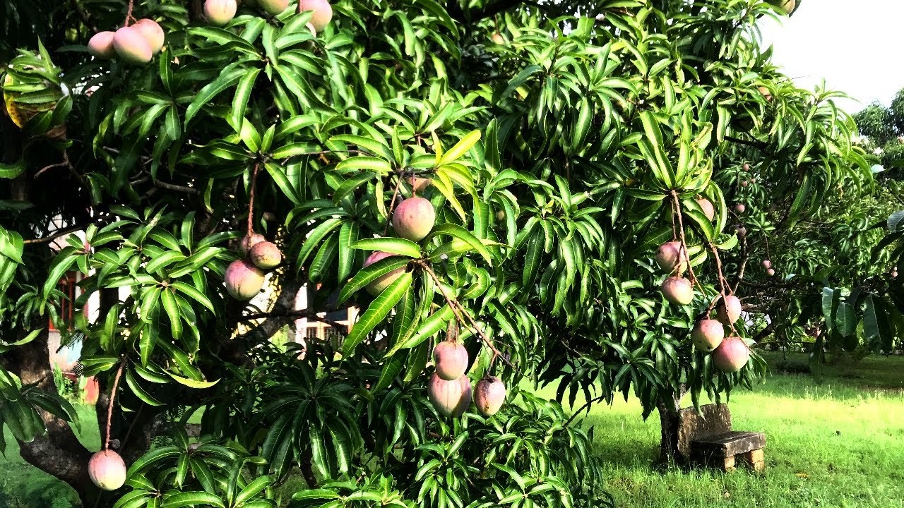 Villard Mango Farm/Sri Lanka Anuradhapura - YouTube
