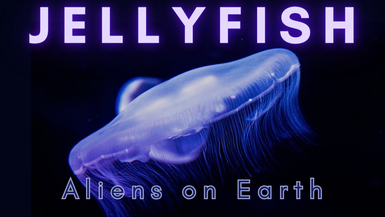 Jellyfish: Nature's Aquatic Aliens with Mind-Blowing Superpowers ...