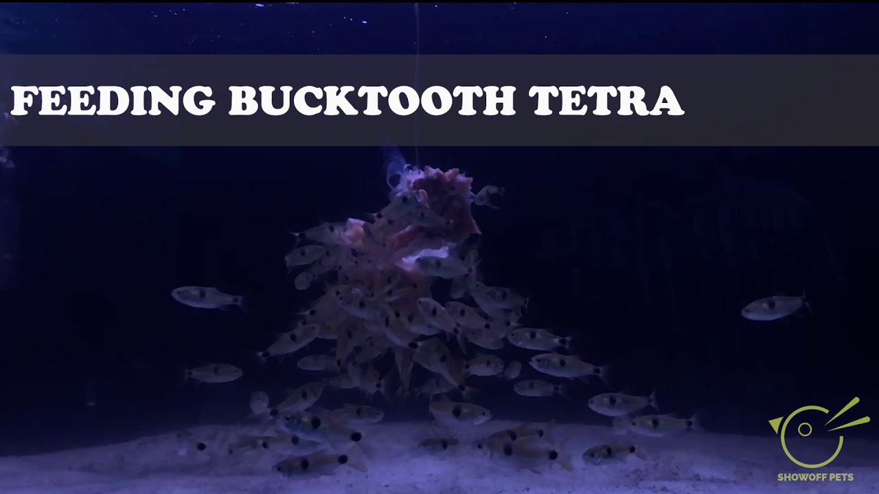 Feeding Frenzy Bucktooth Tetra Feeding on a Piece of Chicken... New ...