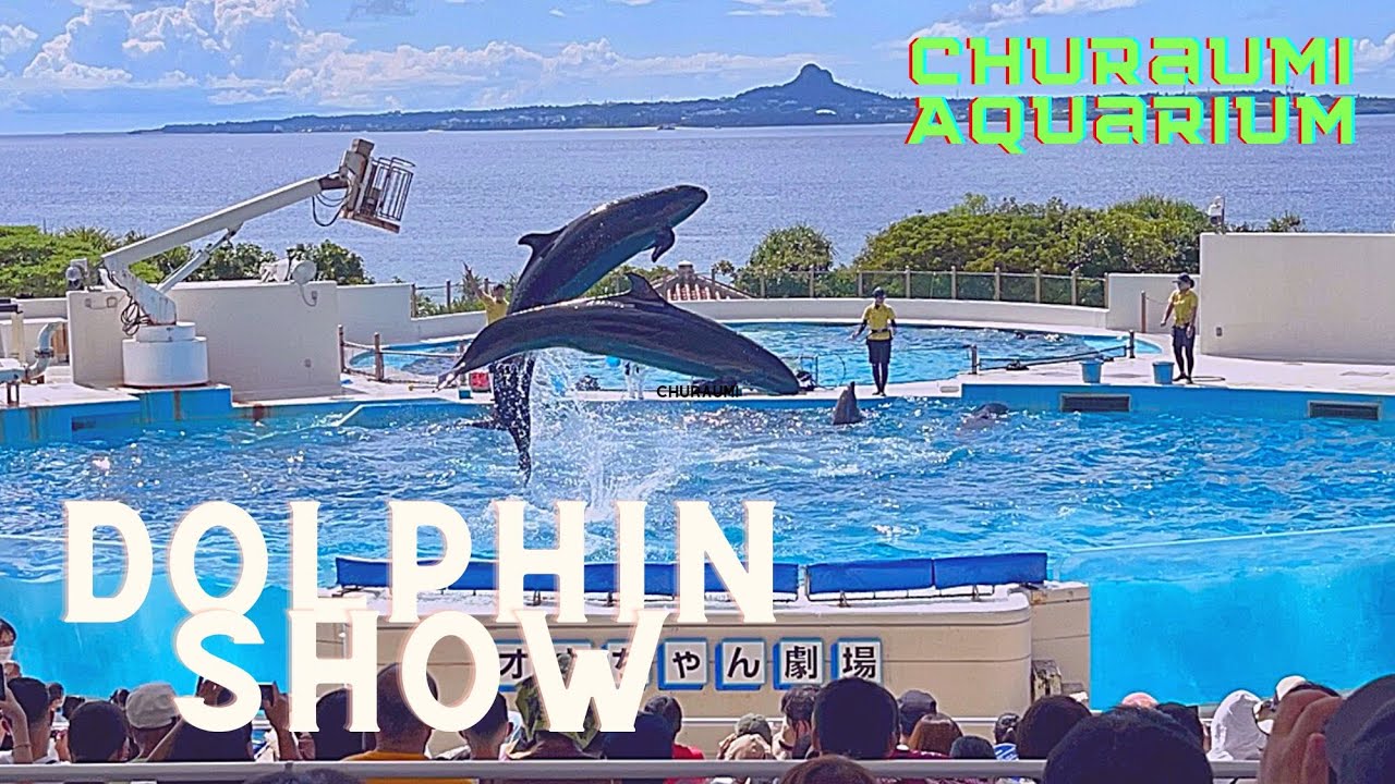 Dolphin Show at Churaumi Aquarium Okinawa - YouTube