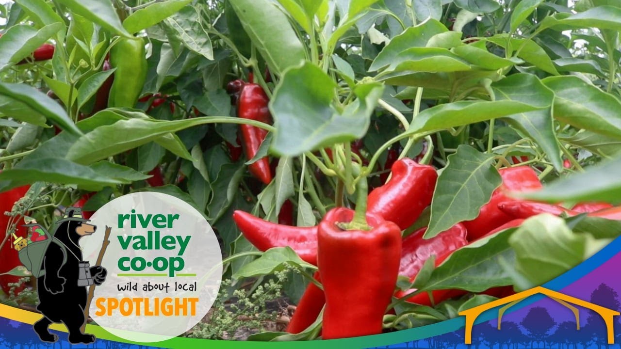 Wild About Local Spotlight: Kitchen Garden Farm - YouTube