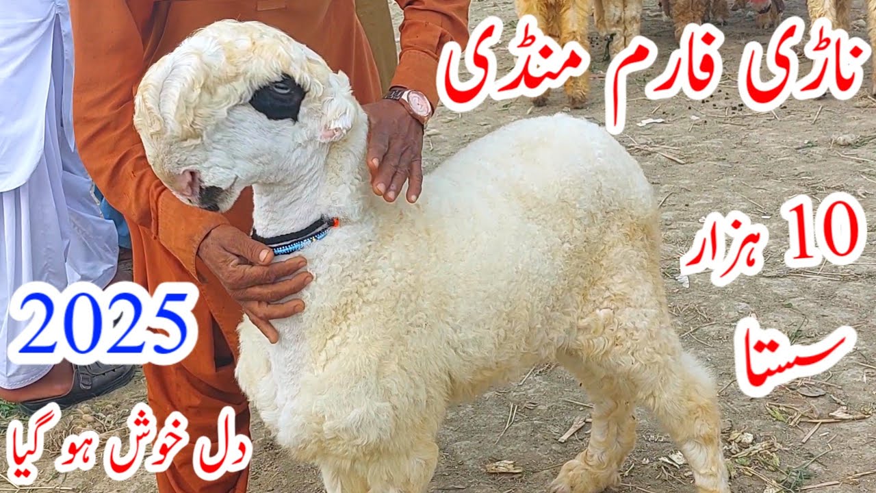 nari farm Mundra Mandi update season Qurbani 2025 Mundra market ...