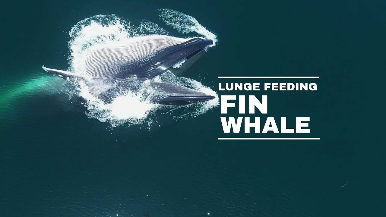 Drone Films Fin Whale Feeding next to Whale Watching Boat in Newport ...