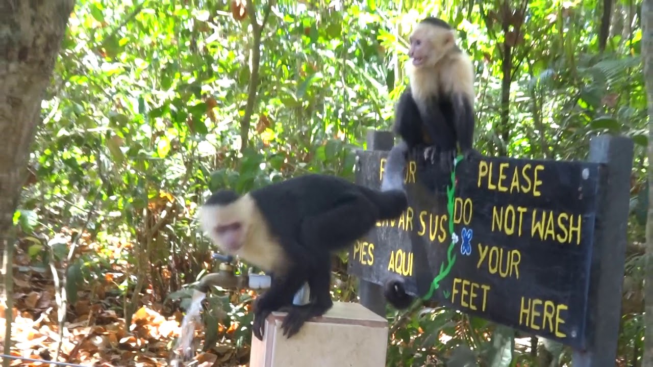 Angry looking Capuchin monkeys drinking water in Manuel Antonio, Costa ...