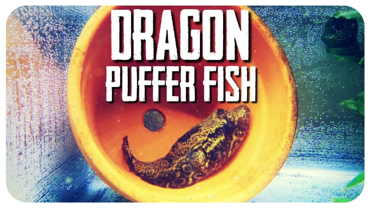 DRAGON PUFFER!!!! - YouTube