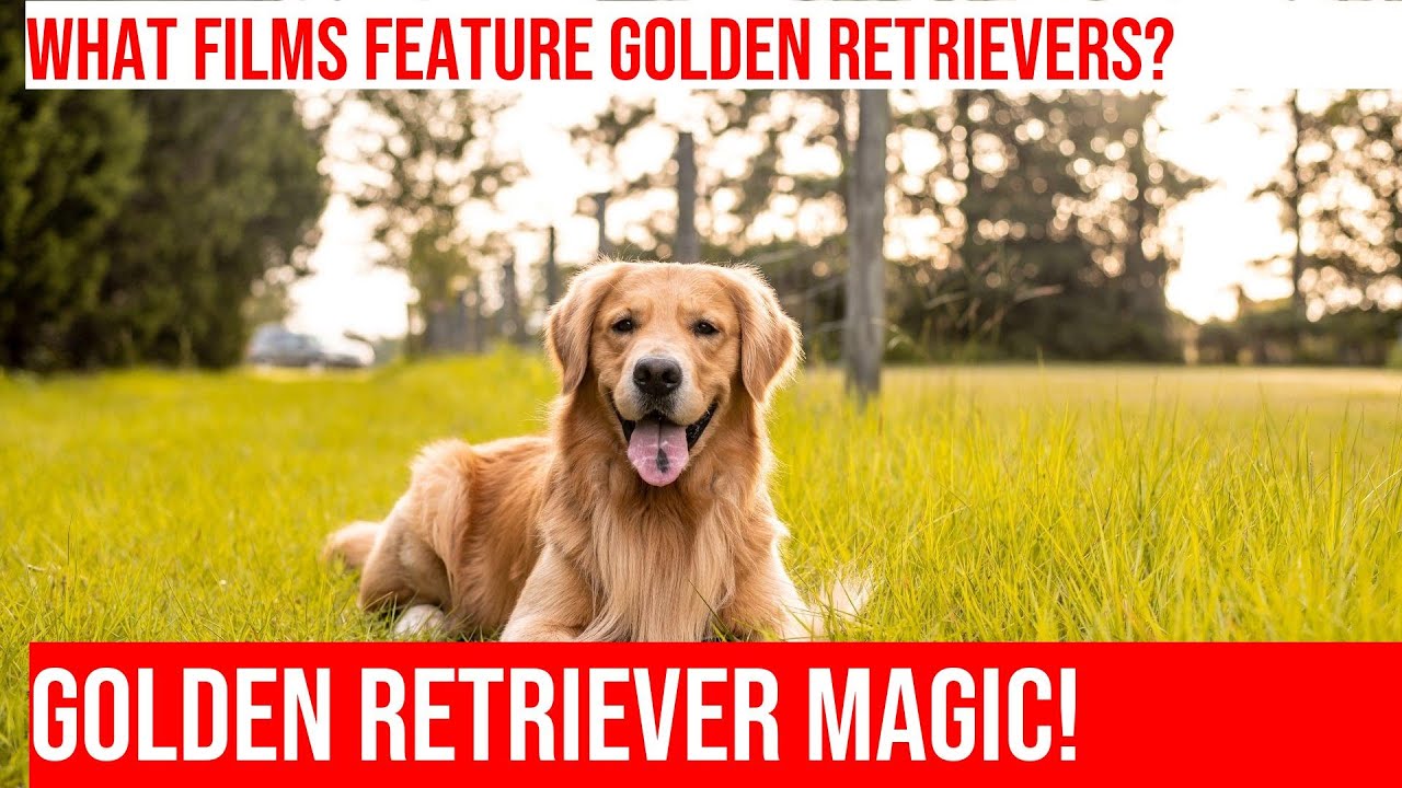 Golden Retriever Movie Night: Enjoy Films Featuring Your Favorite Breed ...
