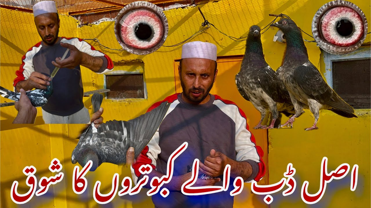 Original Dub waly kabotaron ka shoq 🥰🥰 or Special tip for birds lover 😍 ...