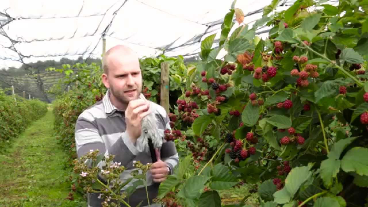 Brombeer-Ernte | Sommertour 2015: Folge 26 | 1.8.2015 - YouTube