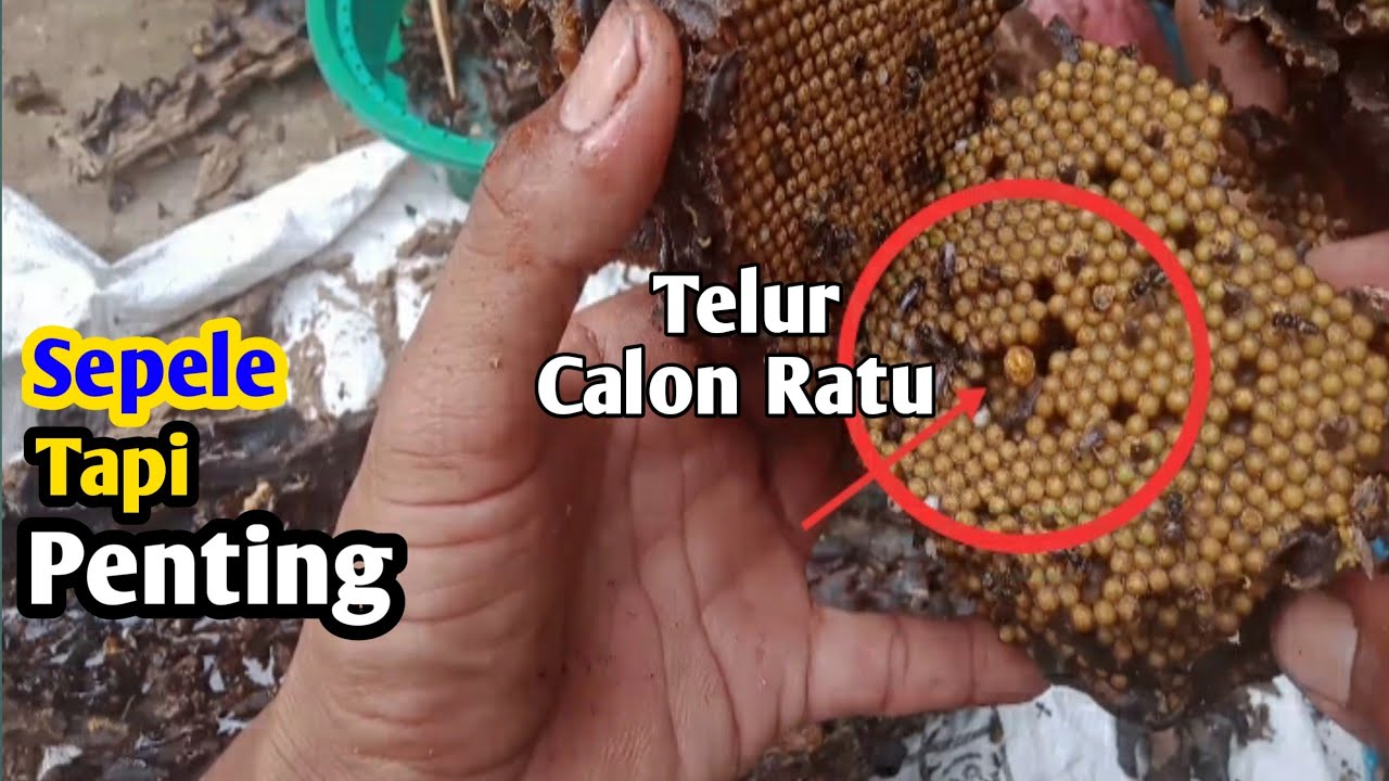 Mengenal Telur Calon Ratu Lebah Kelulut / Kelanceng Itama - YouTube