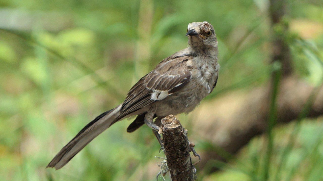 Mockingbird shows signs of Avian Pox infection - YouTube