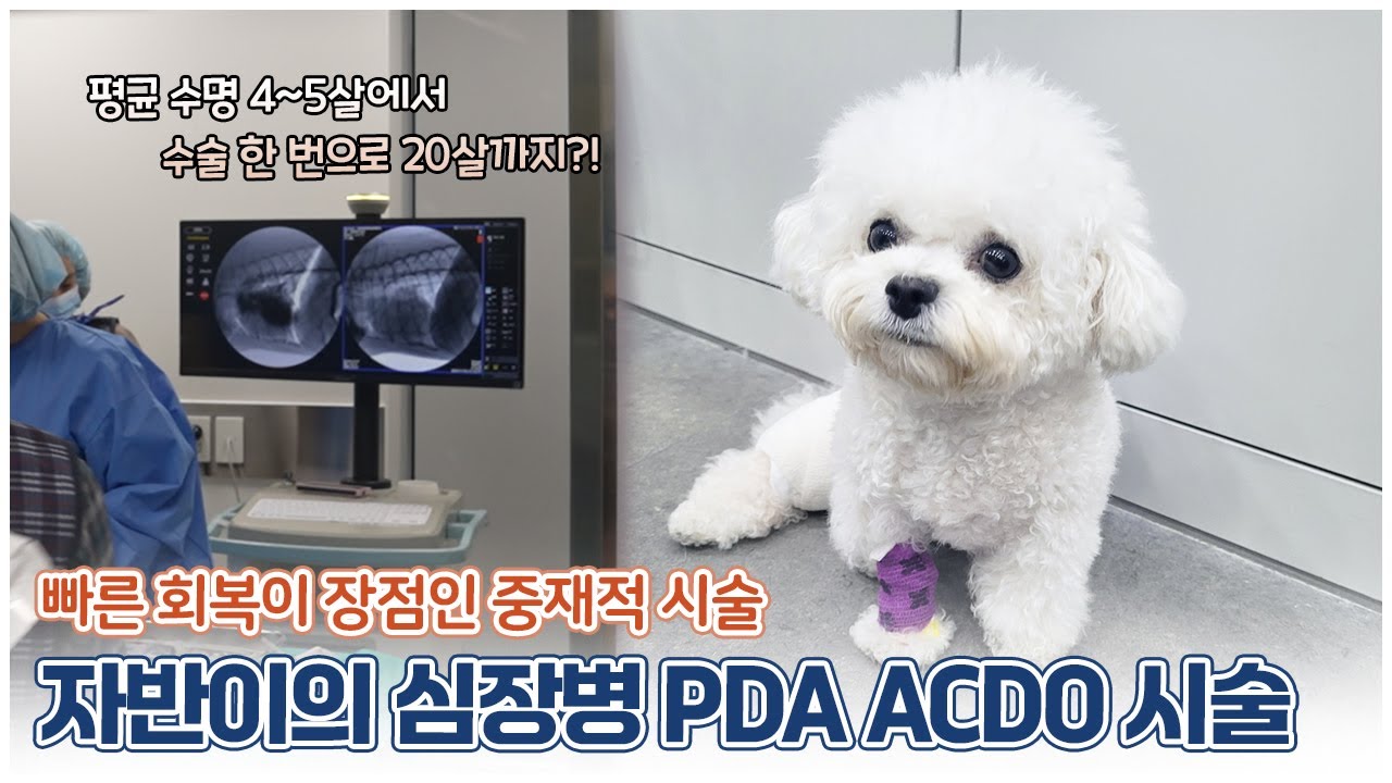 강아지 PDA ACDO 심장수술로 수명연장 - YouTube