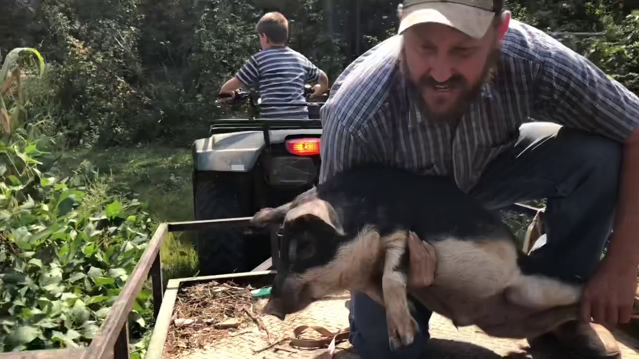 Squeal pig roping fail! The move is accomplished! - YouTube