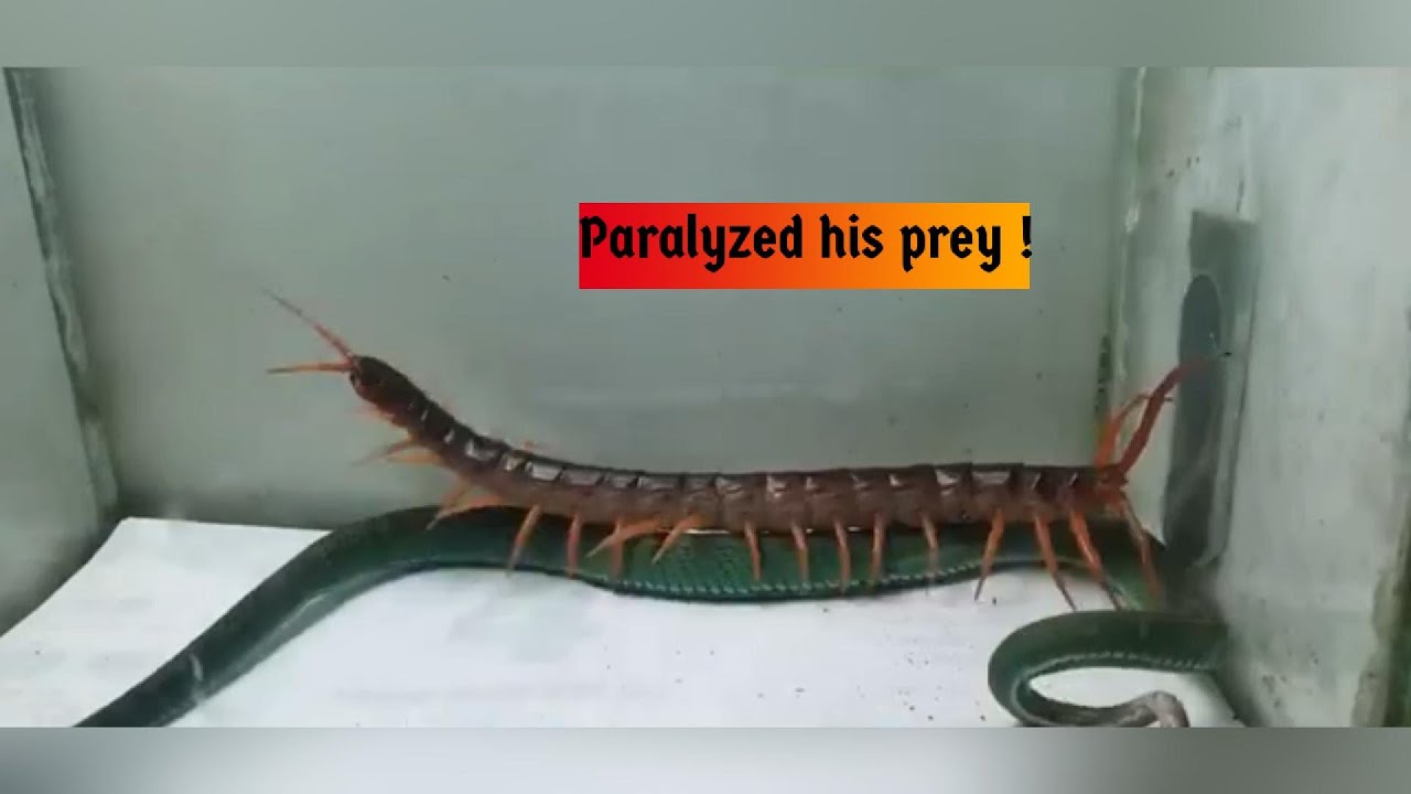 The End of the Snake? Giant Centipede or Venomous Snake? - YouTube
