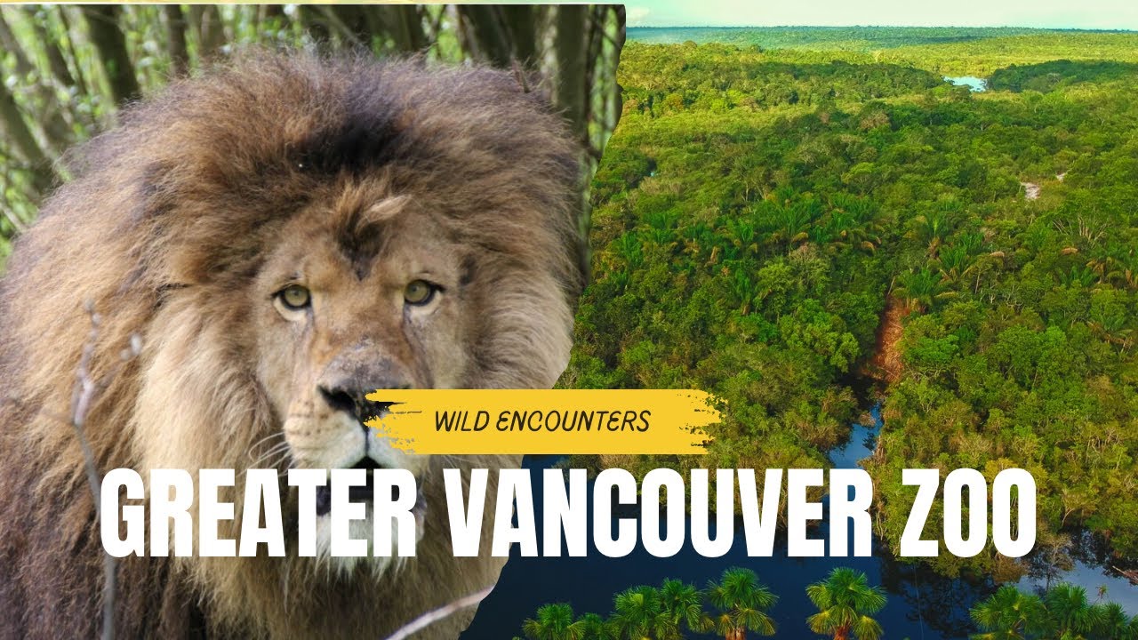 Wild Encounters at Greater Vancouver Zoo! 🦁🐻 Must-See Animal Moments ...