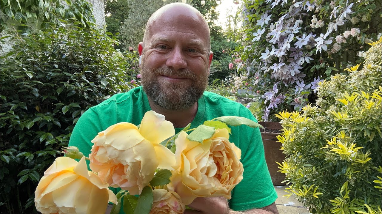 Personal review of shrub rose “ Golden celebration” from @david_austin ...
