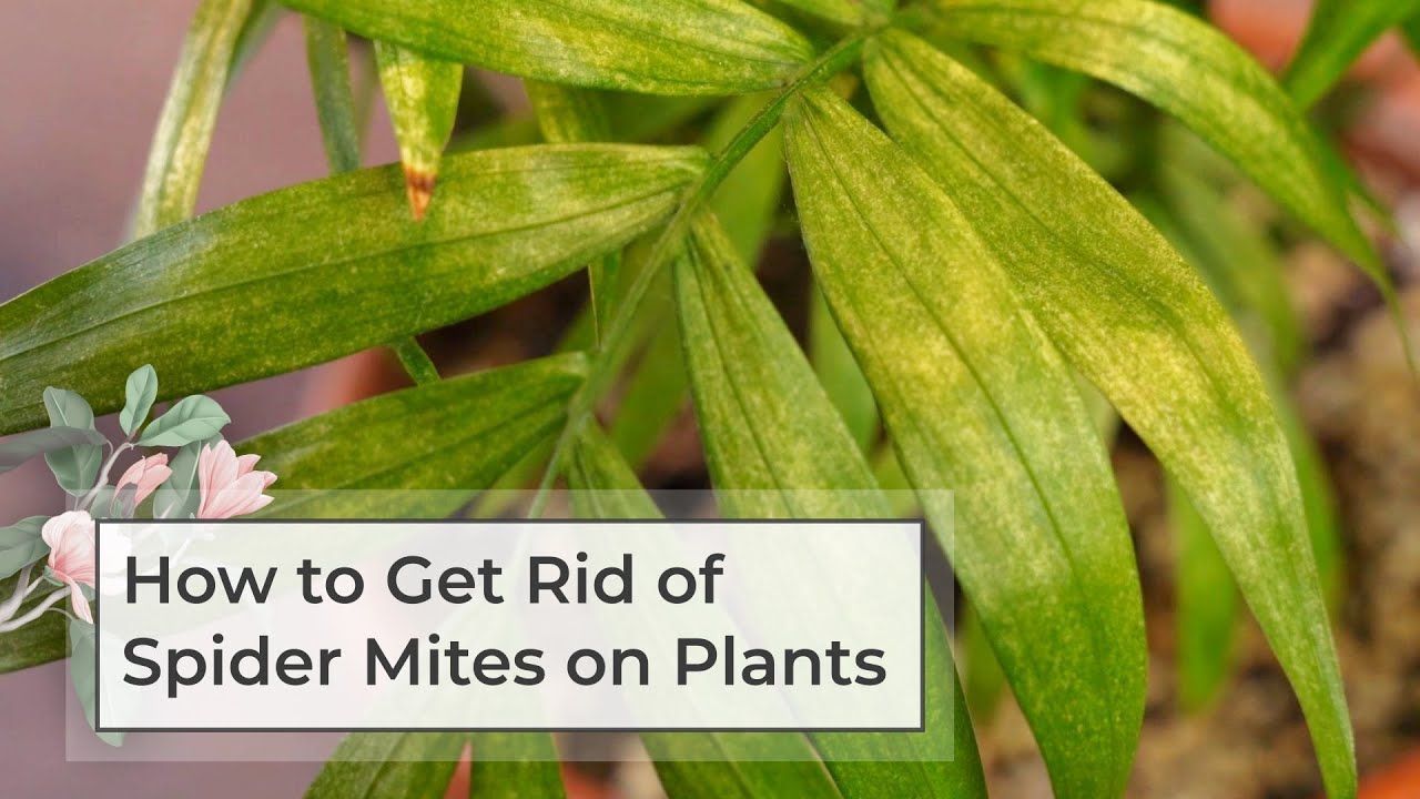 How to get rid of spider mites on plants - YouTube
