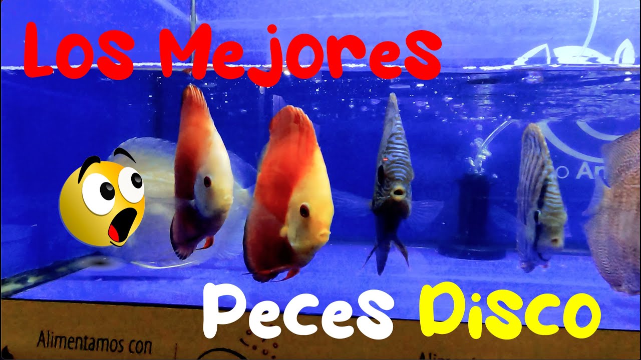 Los mejores Peces Disco - Nueva Importación 🥰 Nos llegaron los Peces ...