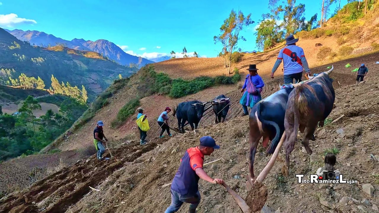 Siembra de Maíz Con Yunta de Toros - Huancavelica 👇🇵🇪 | TitoRamirez ...