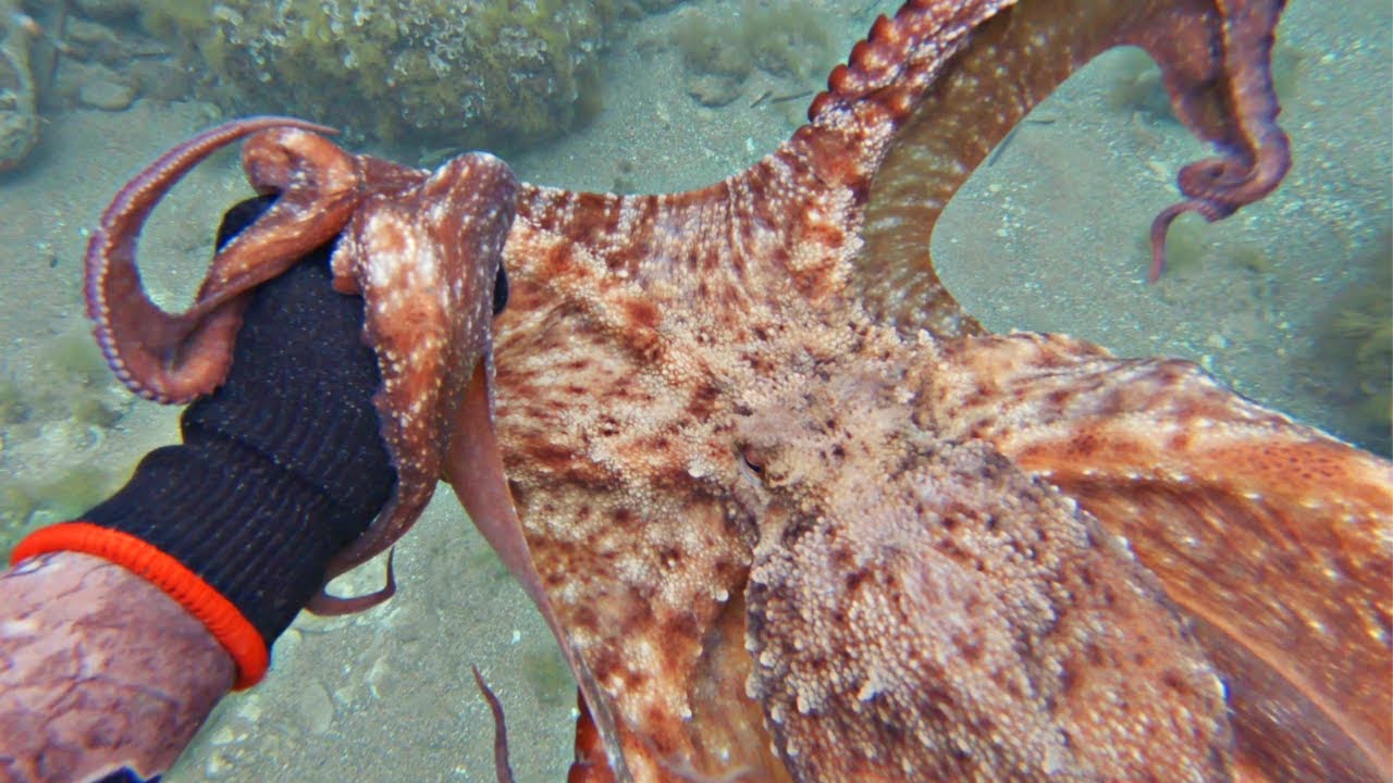 GIANT Octopus CATCH and Cook Delicious RECIPES ! - YouTube