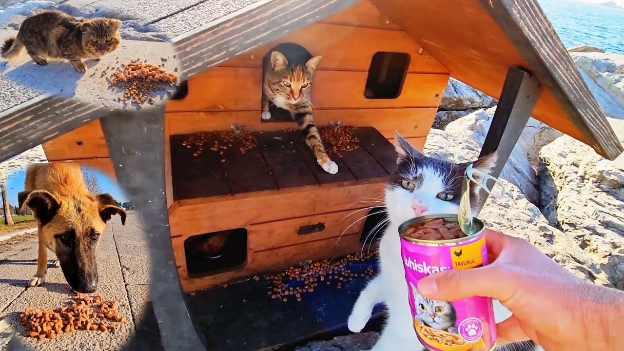 Stray cats sleeping inside cat houses and waiting to eat, But the puppy ...