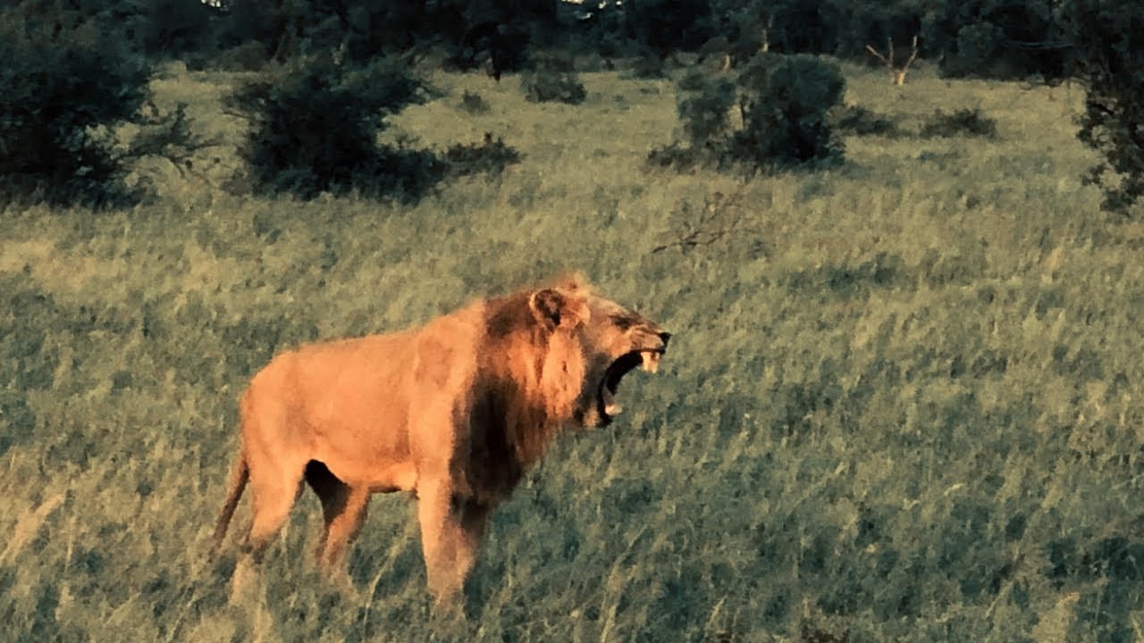 Monwana Male Lion Sighting | 28 February 2025 - YouTube