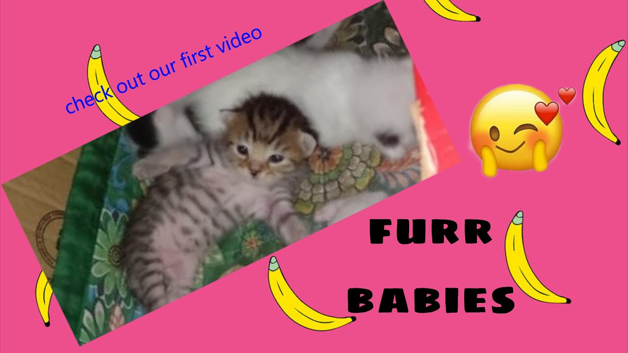 cute furr babies - YouTube
