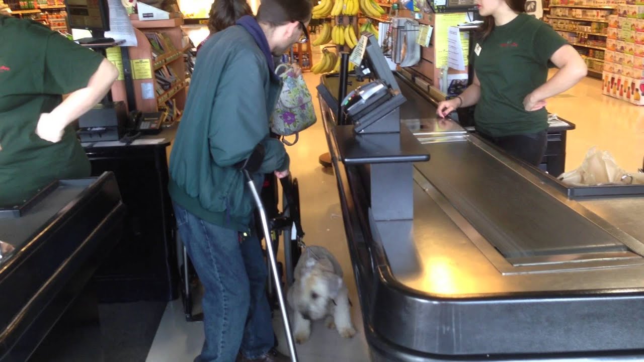 service dog lilly at grocery store training - YouTube