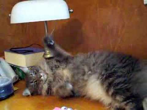 Duncan the cat - YouTube
