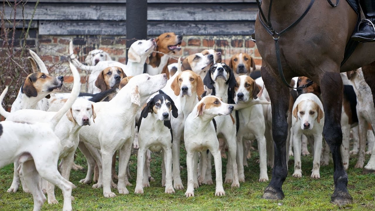 How Bloodhound Breeding Programs Help Preserve the Breed - YouTube