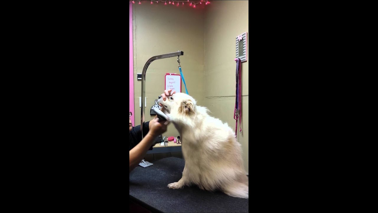 Fluff Drying an American Eskimo - YouTube