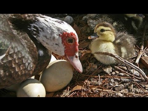 Lal ördəyin yumurtasını inkubatora qoymaq olar ❓