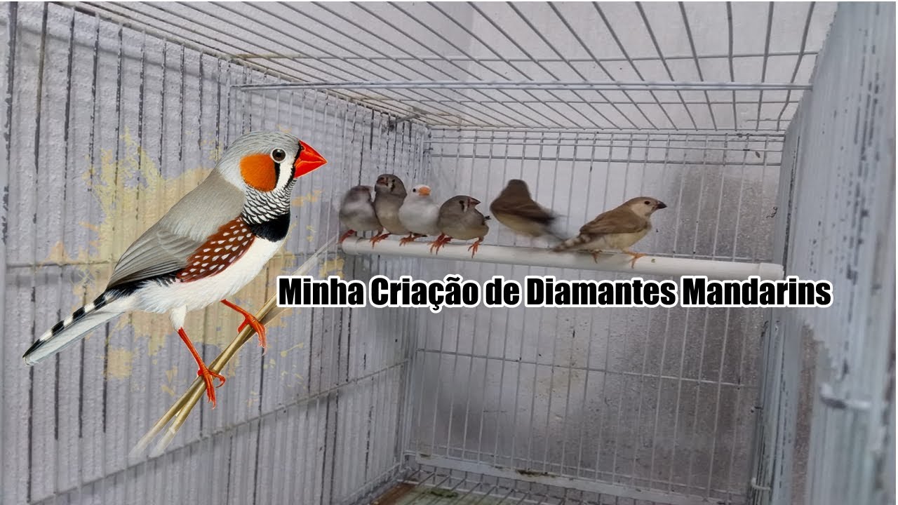 Tudo sobre minha Criação de Mandarim! - YouTube
